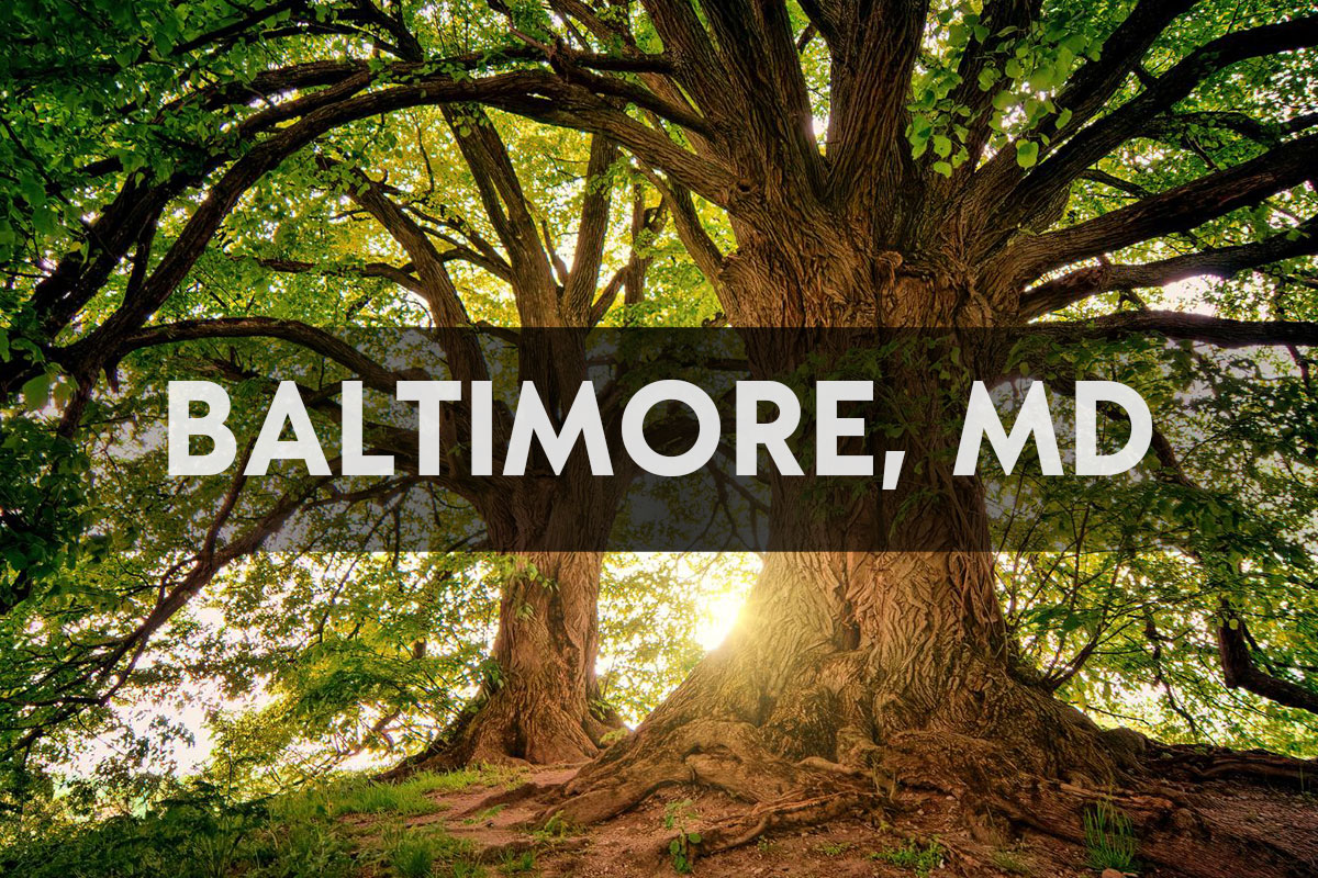 Tree Care Services in Baltimore, MD – Enhance Your Landscape